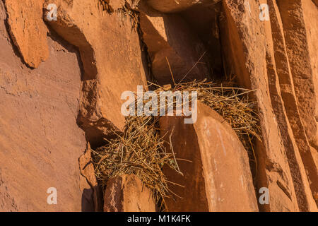 Wood Rat, Neotoma spp., aka Packrat, midden on a cliff wall in Salt ...