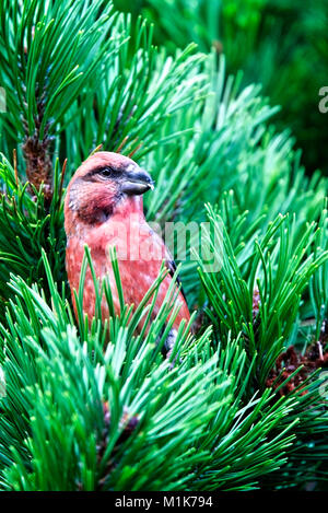Close up of male Parrot Crossbill ( Loxia pytyopsittacus ) sitting at a ...