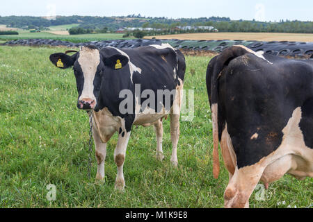 Danish black and white cattle on grass; Fur, Denmark Stock Photo - Alamy