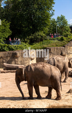 Germany, Cologne, the zoological garden, elephants. Deutschland, Koeln ...