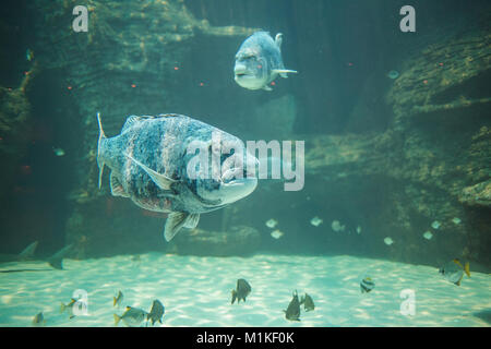 Close up image of a black musselcracker underwater Stock Photo - Alamy