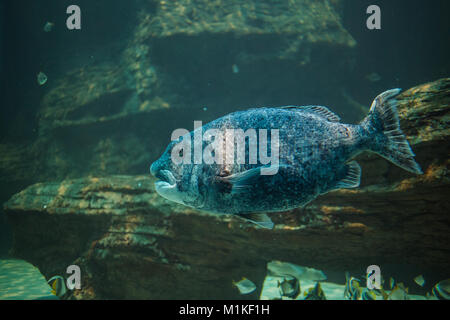 Close up image of a black musselcracker underwater Stock Photo - Alamy