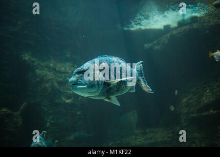 Close up image of a black musselcracker underwater Stock Photo - Alamy