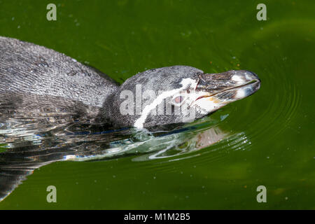 a little penguin swims in a lake Stock Photo - Alamy