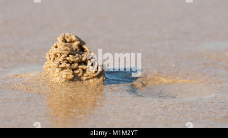 European lug worm / lugworm / sandworm (Arenicola marina) burrows ...