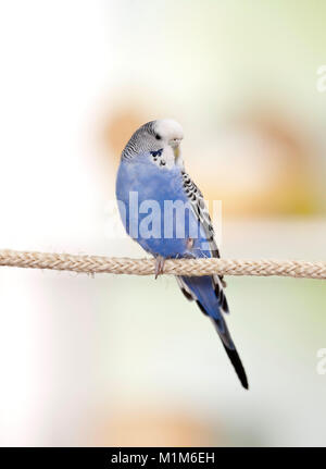 Budgerigar (Melopsittacus undulatus), blue bird with yellow head, side ...