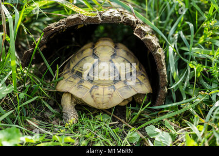 Hermann's tortoise, Testudo hermanni, walking in front of white ...