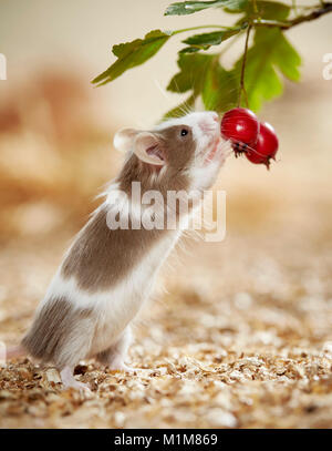 Fancy Mouse eating Hawthorn fruit. Germany Stock Photo - Alamy