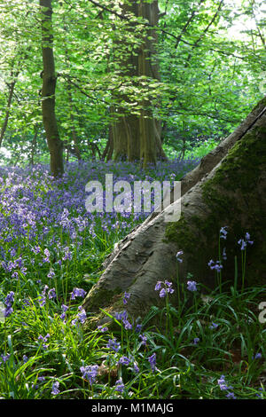 Bluebells in woods in Surrey. These Spring flowers cover the woodland ...