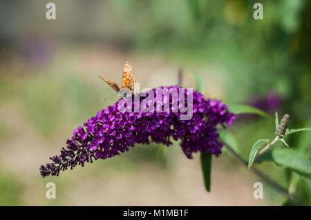Buddleja davidii with butterfly drinking nectar Stock Photo - Alamy