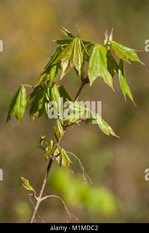 Acer buergerianum, Trident maple, Dreispitz-Ahorn, close up, fruits (samara Stock Photo - Alamy