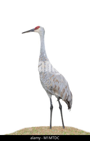 A red crane on green meadow Stock Photo - Alamy