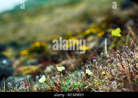 Alopecurus alpinus Alpine Fox-tail-grass Stock Photo - Alamy