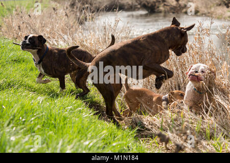 Boxers are playing outside in the meadow Stock Photo - Alamy