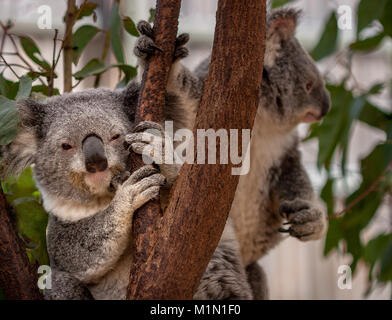 Two koalas sleeping in a tree in identical poses in Currumbin Wildlife ...