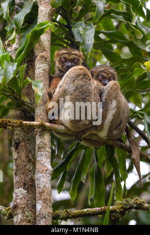 Eastern woolly lemur (Avahi laniger), also known as the eastern avahi ...