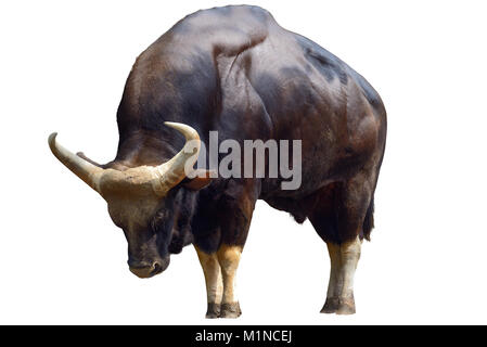 Bison isolated on white background. Muscular buffalo side view. A Stock ...