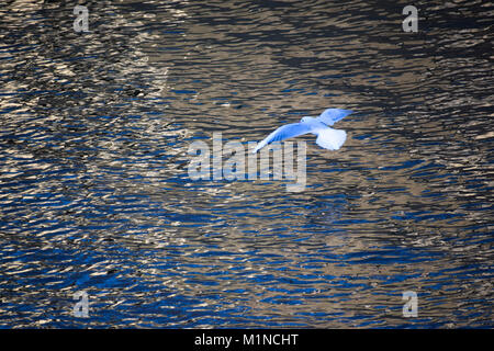 Heron flying over river with swan in background Stock Photo - Alamy
