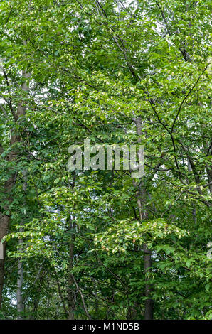 The ironwood or hophornbeam is a deciduous tree with extremely hardwood ...