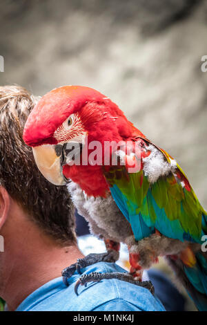 A blue Parrot sits on the shoulder of it's owner while he browses the ...