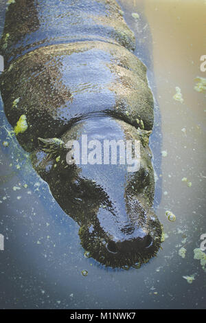 Close up of a pigmy hippo in a pond Stock Photo - Alamy
