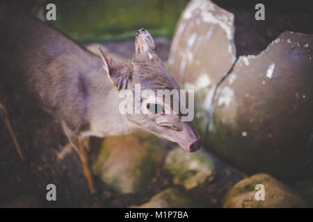 The cute and very shy Blue Duiker antelope in the undergrowth of the ...