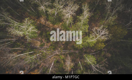 Aerial photo over a dry forest as seen from directly above Stock Photo ...