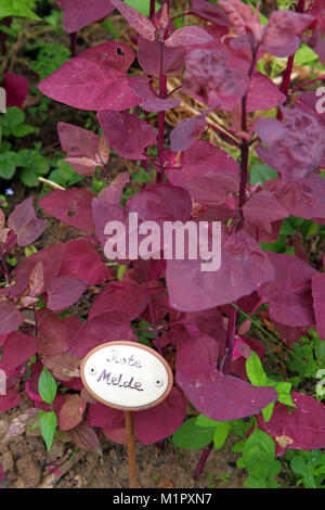 Rote Gartenmelde in einem Bauerngarten Stock Photo - Alamy