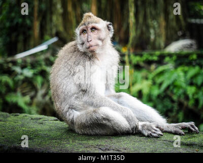 Monkey looking around. Facial expression of animal. Portrait of blue ...