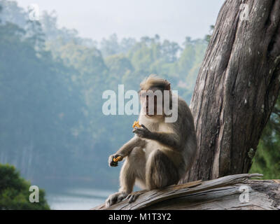 Wild Monkeys near Munnar, Kerala, India Stock Photo - Alamy