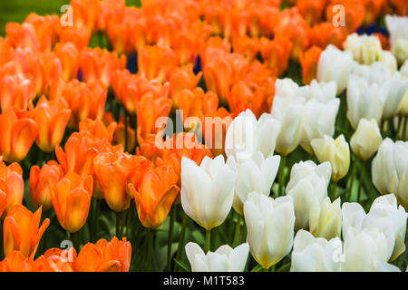 Bright tulips flowerbed in Keukenhof - famous Holland spring flower ...