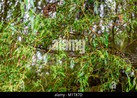 Selective focus of a Japanese Pussy Willow (Salix chaenomeloides Stock ...