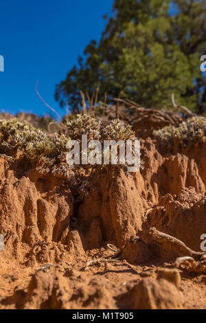 Fragile cryptobiotic soil crust within Salt Creek Canyon in The Needles ...