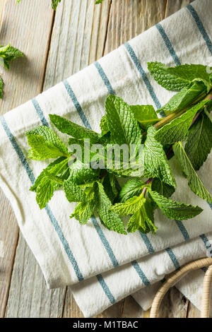 Mint plant in a vegetable garden during spring Stock Photo - Alamy