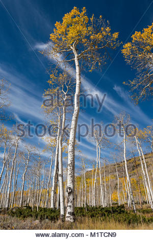 Pando, clonal colony of Quaking Aspen trees, Populus tremuloides Stock ...