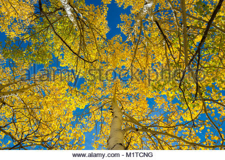Pando, clonal colony of Quaking Aspen trees, Populus tremuloides Stock ...