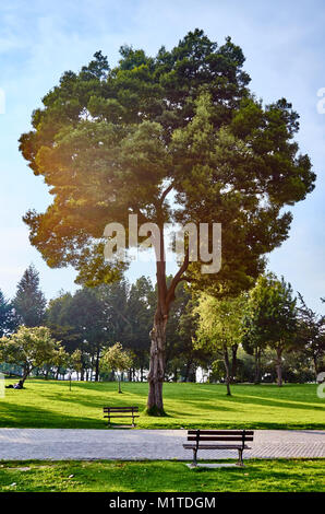 BOGOTA, COLOMBIA - FEBRUARY 6, 2014: Beautiful and huge tree in the ...