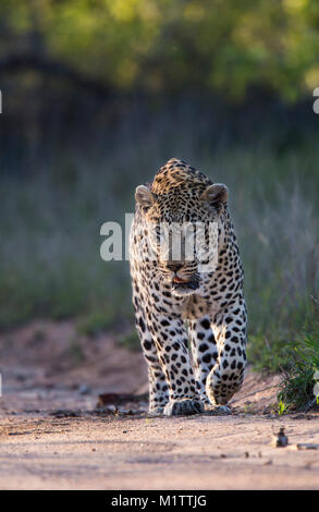 Adult male leopard walking on a vehicle track early on a summer morning ...