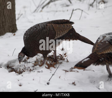 Wild Turkey Foraging Stock Photo - Alamy