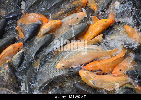 Carp Fish Feeding In the Mekong Delta Stock Photo - Alamy