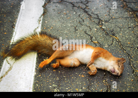 Adult squirrel hit by car on paved forest highway Stock Photo - Alamy