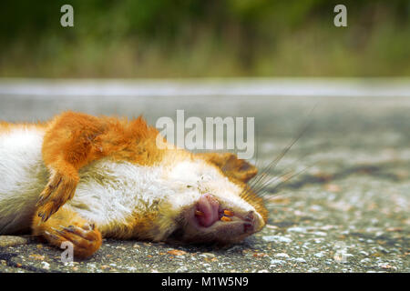 Close-up of a dead squirrel, hit by a car, lying on concrete with a ...