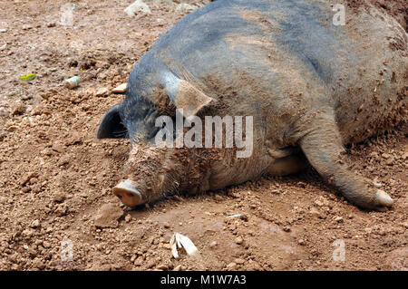 A fat pig in mud Stock Photo - Alamy
