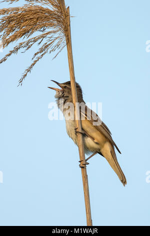 A great reed warbler sitting and singing on reed. Acrocephalus ...