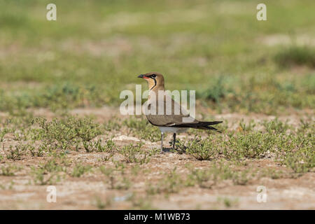 Collared Pratincole (Glareola pratincola), Lesvos, Greece Stock Photo ...