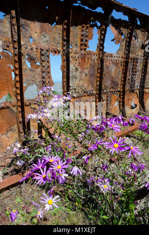 Wreck of iron steamer SS Paiaka, wrecked at Pencarrow in 1906 ...