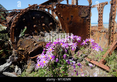 Wreck of iron steamer SS Paiaka, wrecked at Pencarrow in 1906 ...