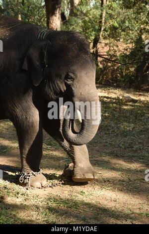 Majestic elephant animal eating green leaf food near tall tree in ...