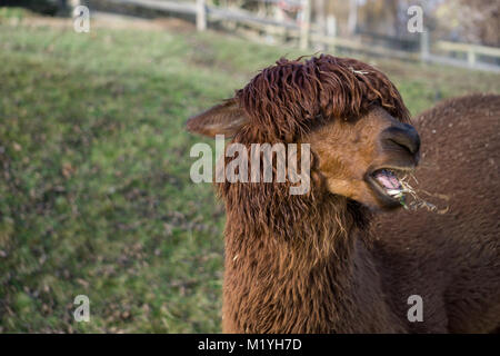 Brown lama with funny haircut chewing grass Stock Photo - Alamy