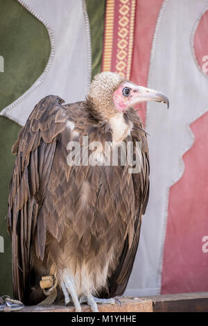 vulture at an exhibition of birds of prey at a medieval fair in spain ...